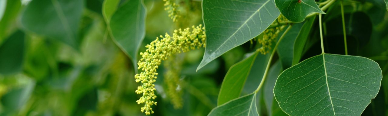 5 Invasive and Toxic Plants To Watch Out For In Central Florida ...