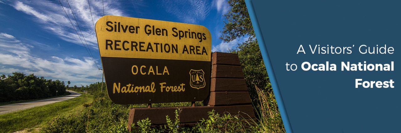 Florida Tourism Series | A Visitors’ Guide to Ocala National Forest