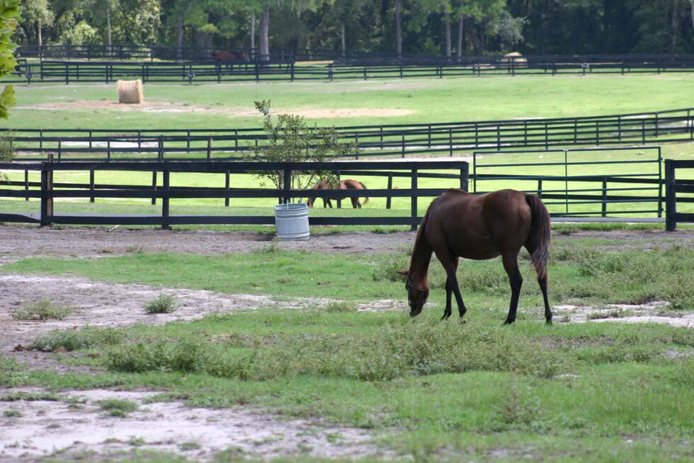 Florida Pasture | Keep it Green and Growing - Showcase Ocala